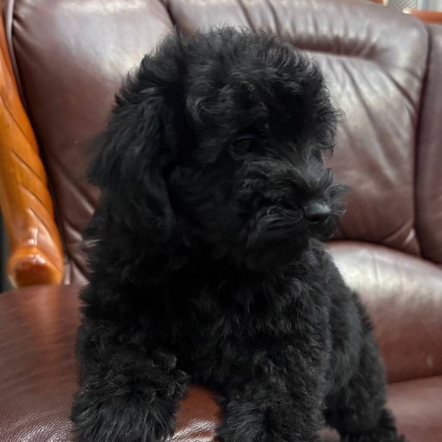 Мальтипу, щенок