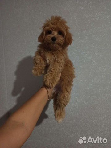 Мальтипу f1 mini Меллер девочка Элитная