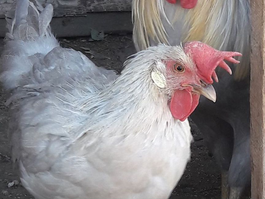 Куры и петухи Легорн Изабелла