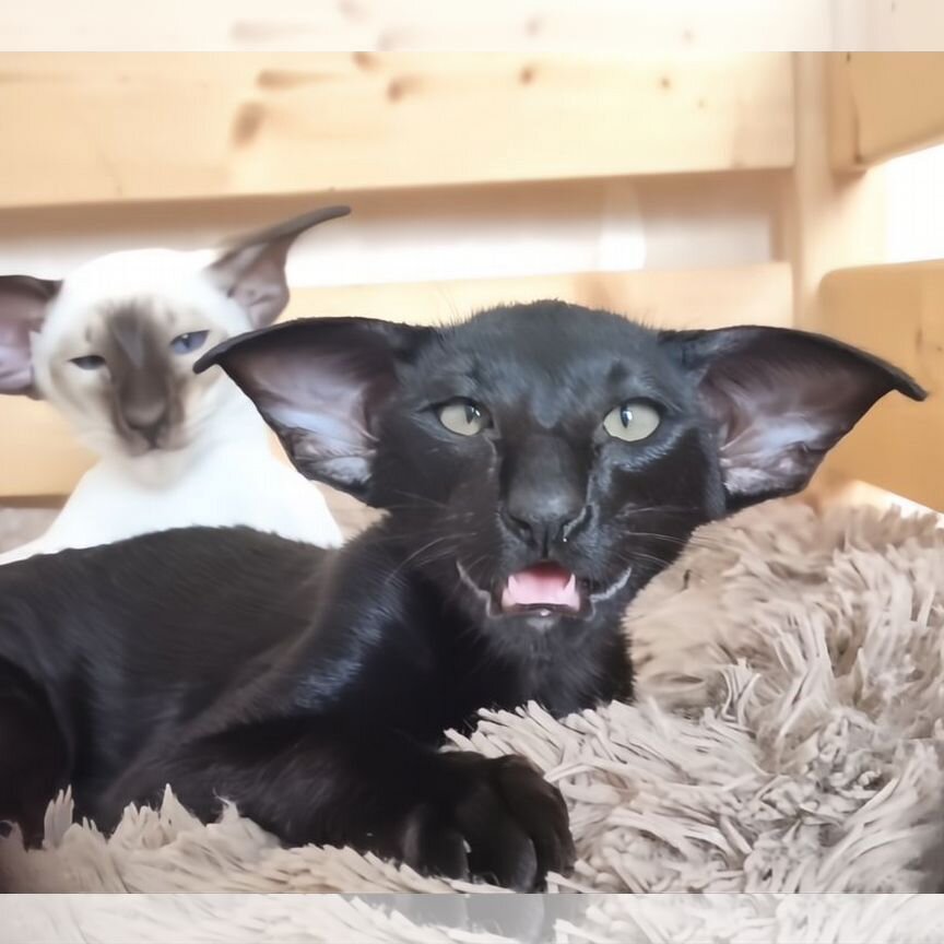 Ориентальный котёнок