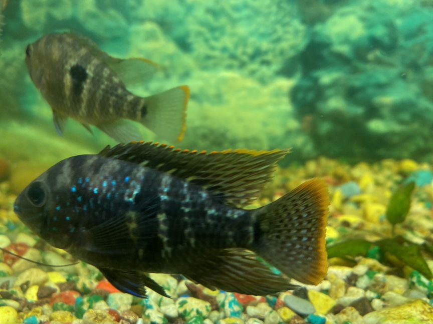 Акара бирюзовая