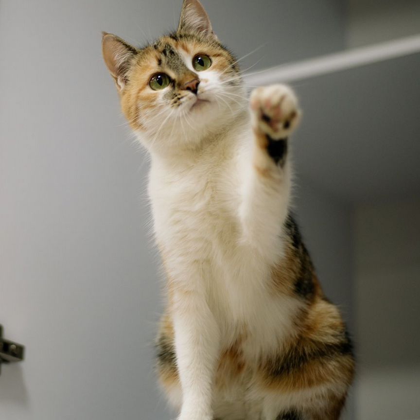 Взрослая кошка в добрые руки