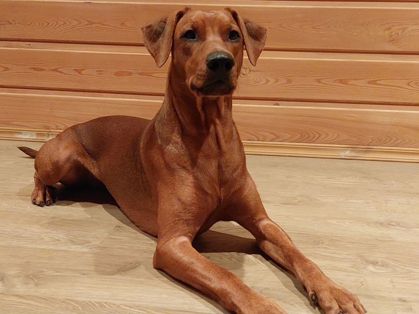 Немецкий пинчер в поисках своего человека