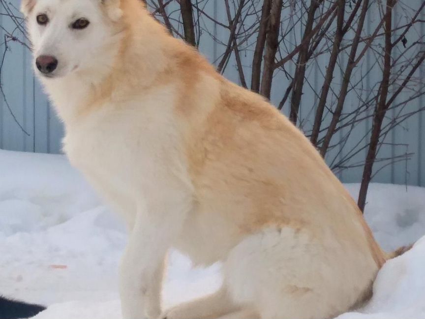 Собачка Бэт ищет дом