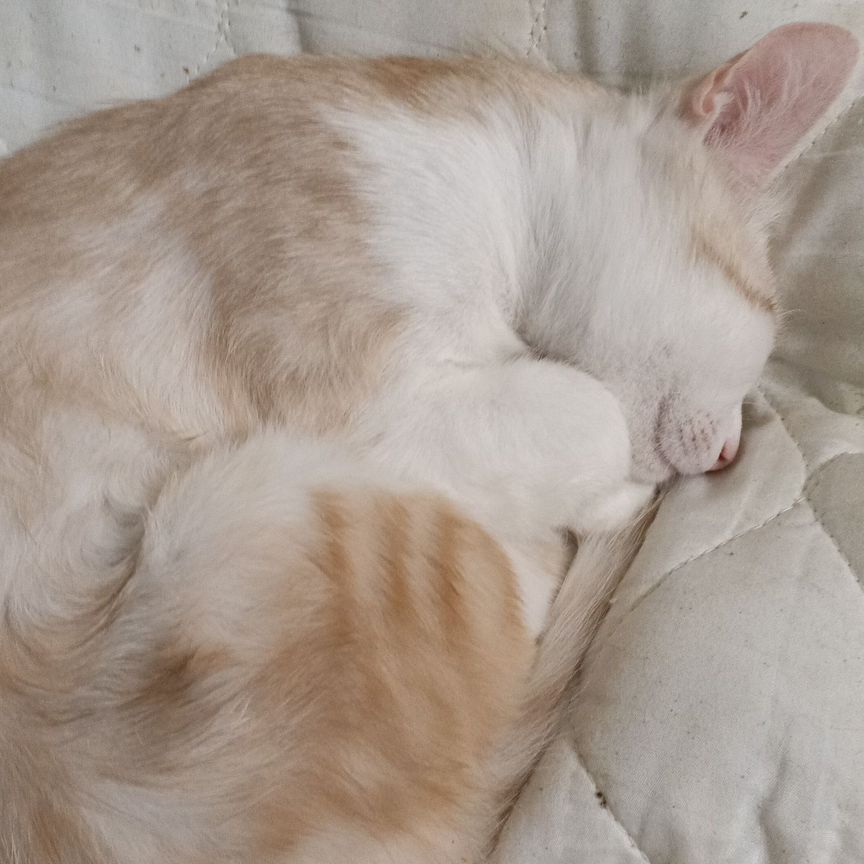 Отдам бесплатно кота