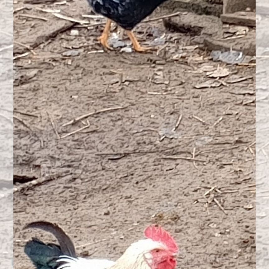 Индоутки, петухи