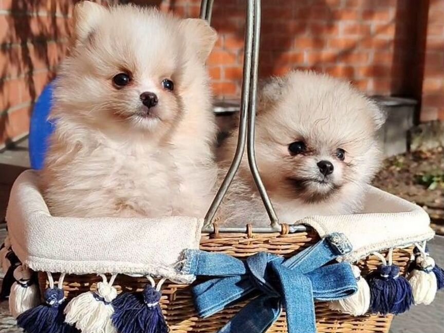 Померанский шпиц мальчик и девочки