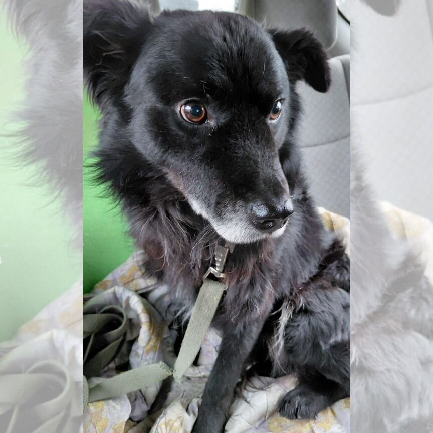 Взрослая собака в добрые руки