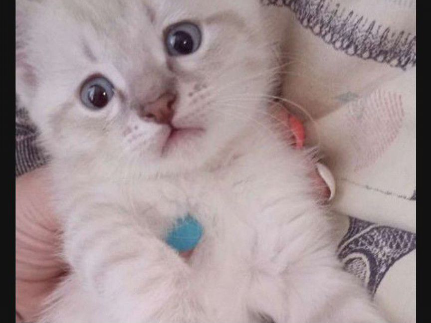 Котята тайской кошки