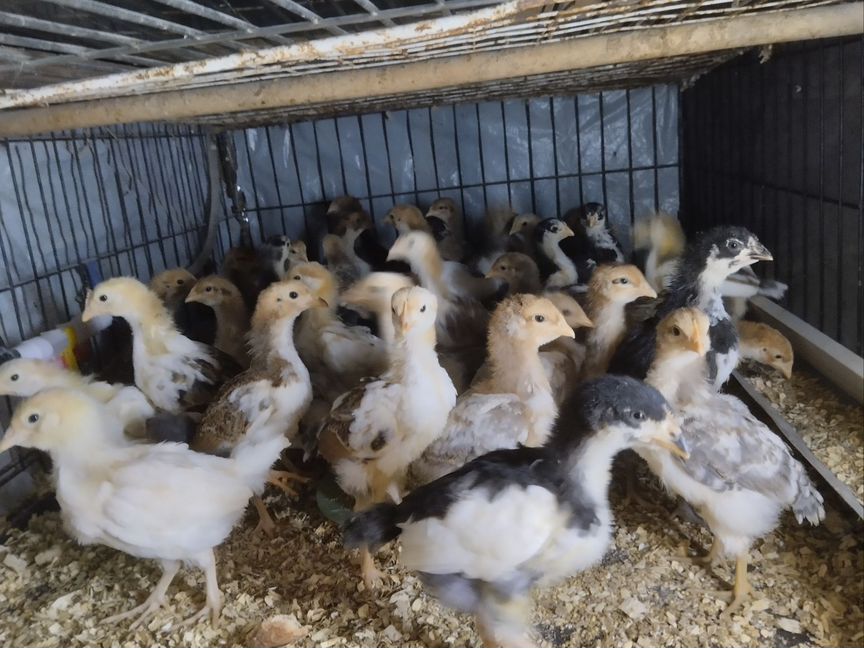 Цыплята мясо яичная порода