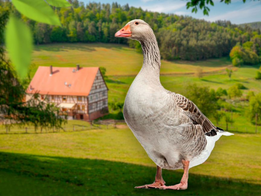 Гусь суточный Тулузский (серый крупный)