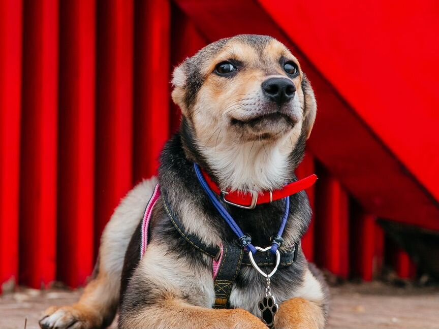 Срочно нужен дом этой щенульке