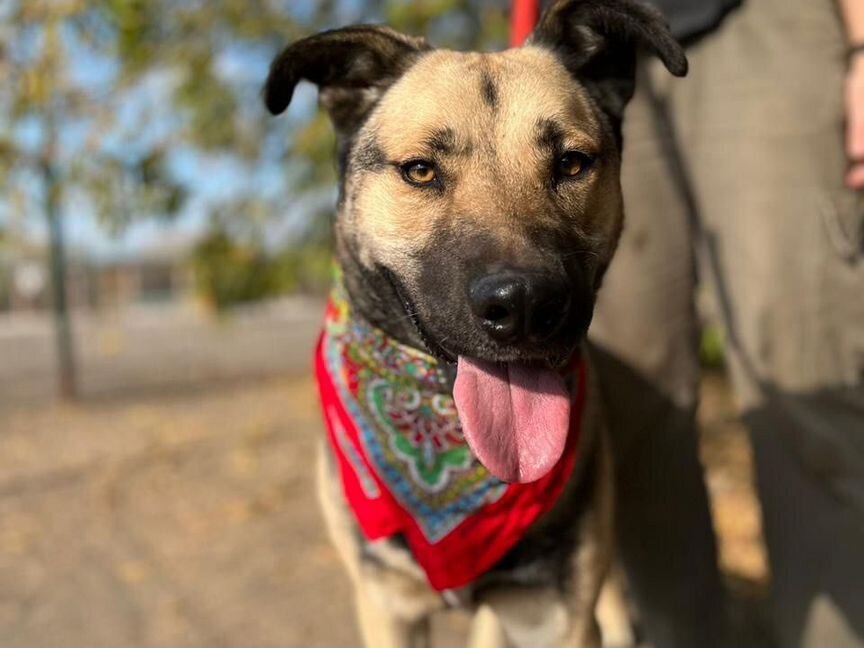 Самый преданный пёс