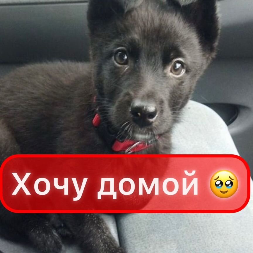 Щенок мальчик в добрые руки бесплатно
