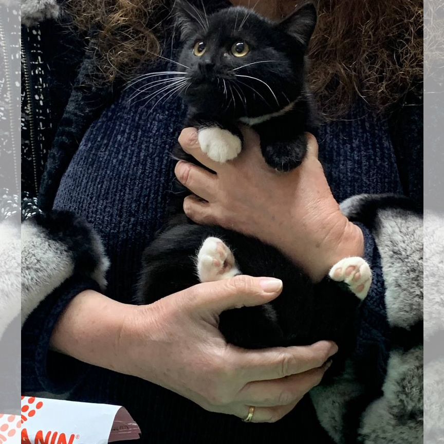 Отдам милого кота в добрые руки