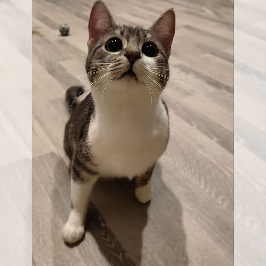 Котёнок в добрые руки