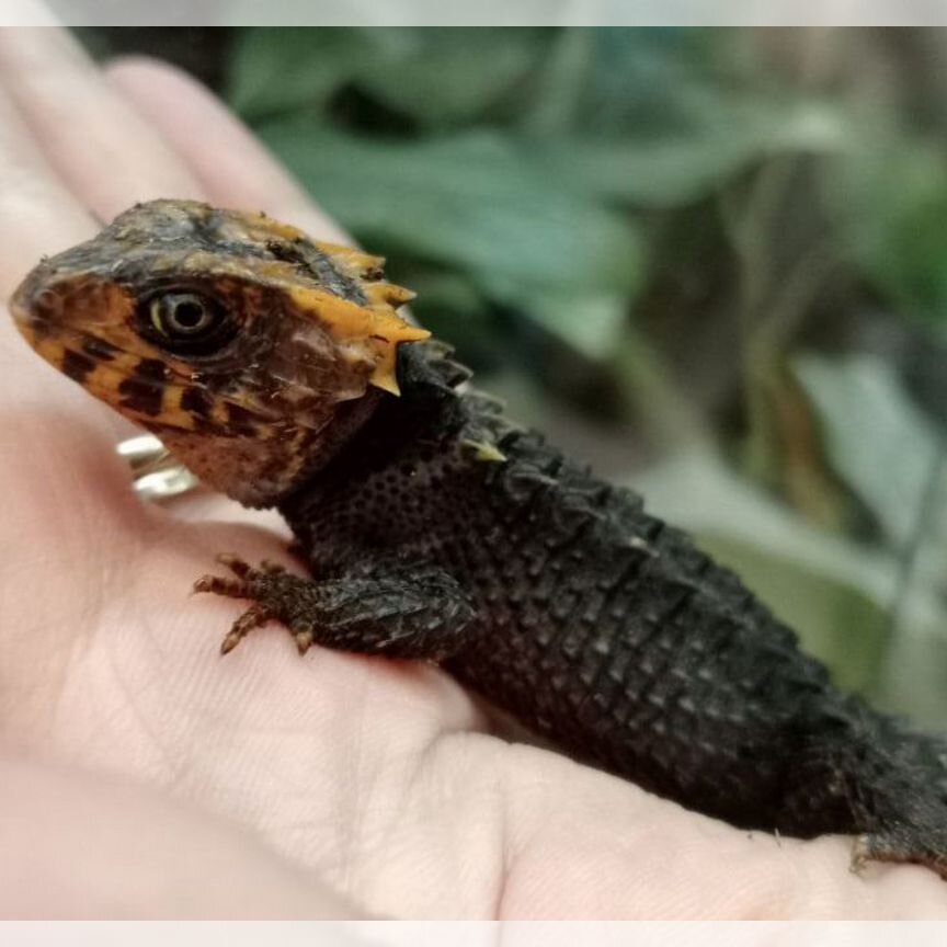 Крокодиловый сцинк