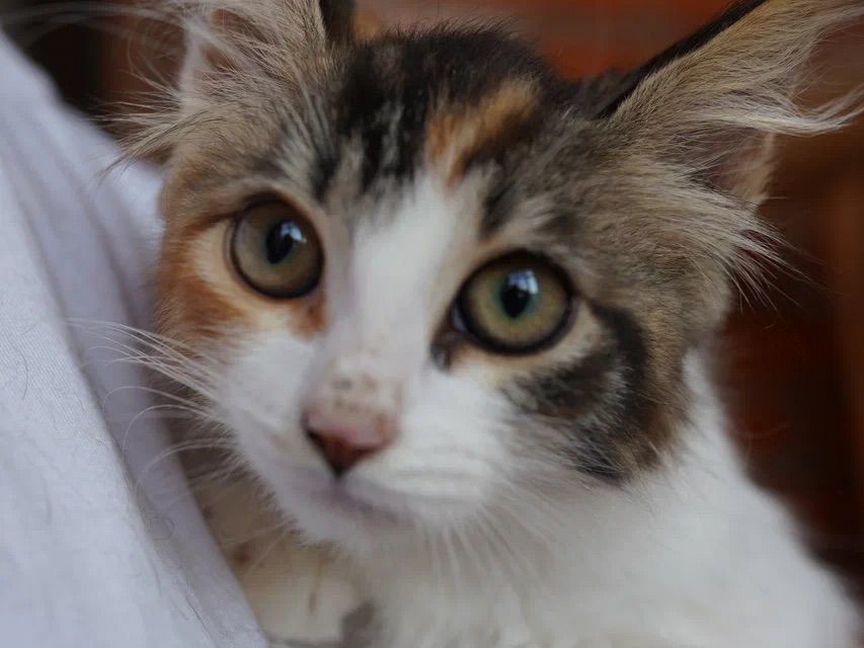 Трехцветная кошечка Ляля