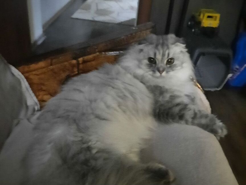 Кошка вислоухая Хайленд фолд в