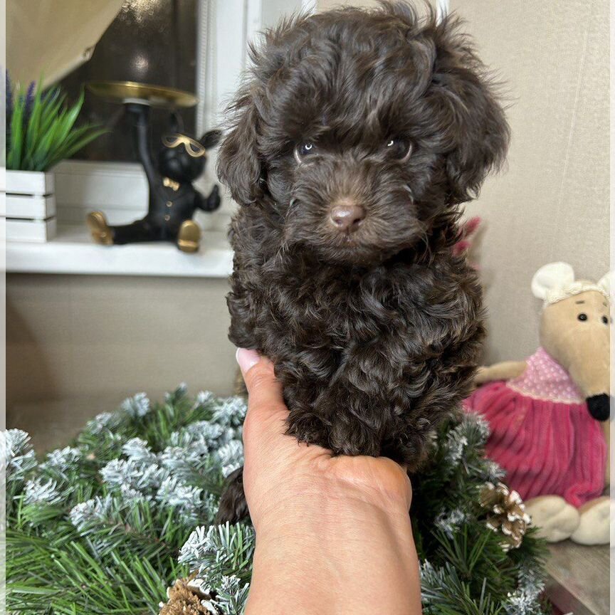 Мальтипу, щенок