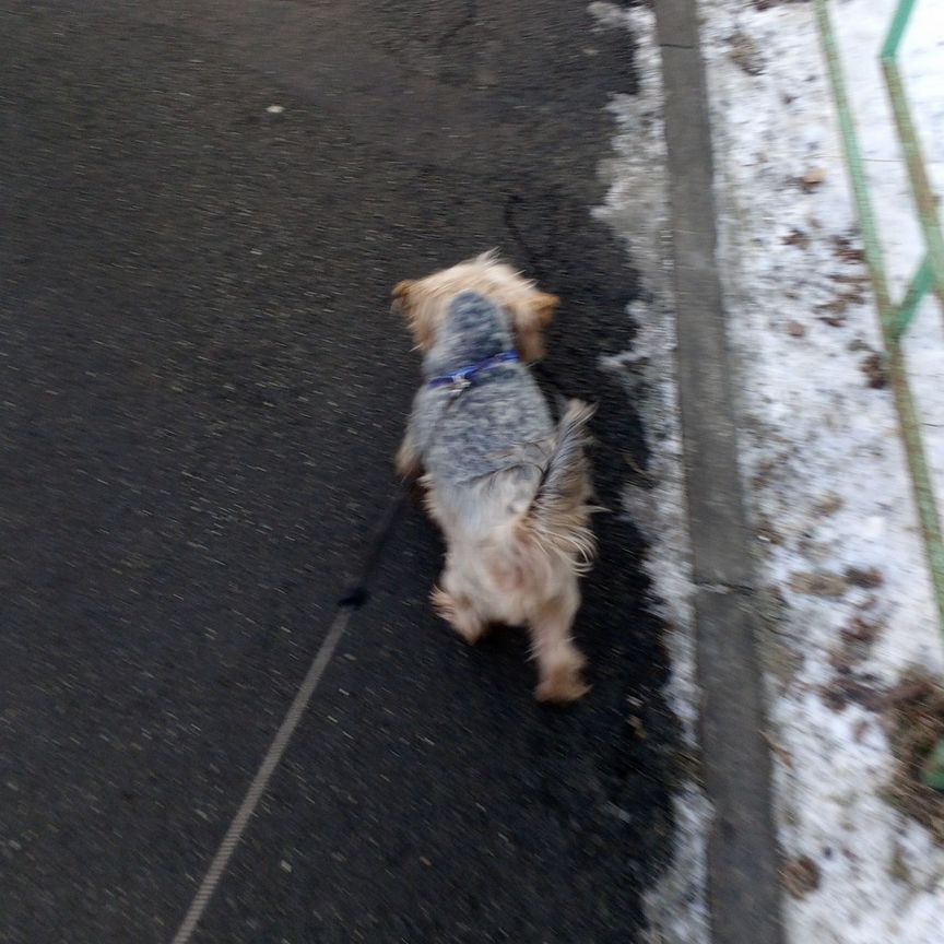 Гулять с собакой