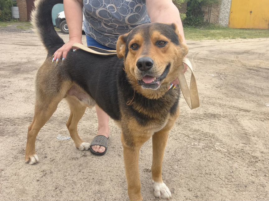 Цыган ищет дом