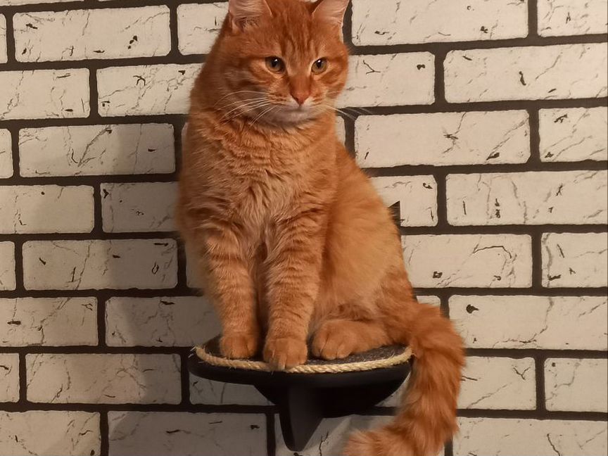 Полки для кошек