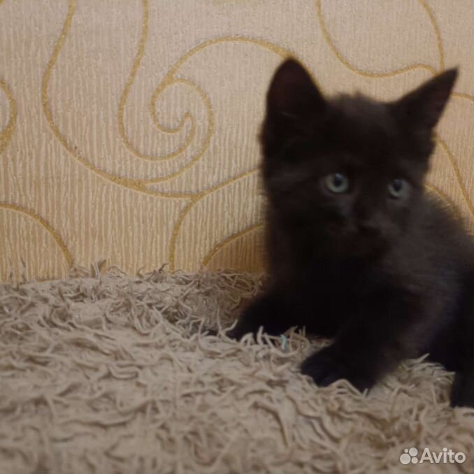 Очаровательный чёрный котик