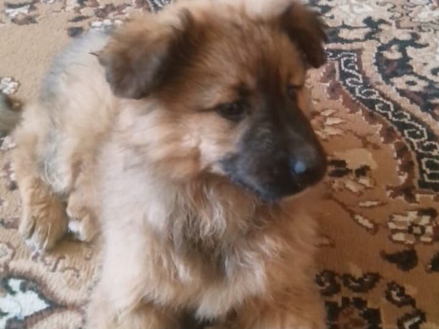 СЩеночек девочка в заботливые ручки