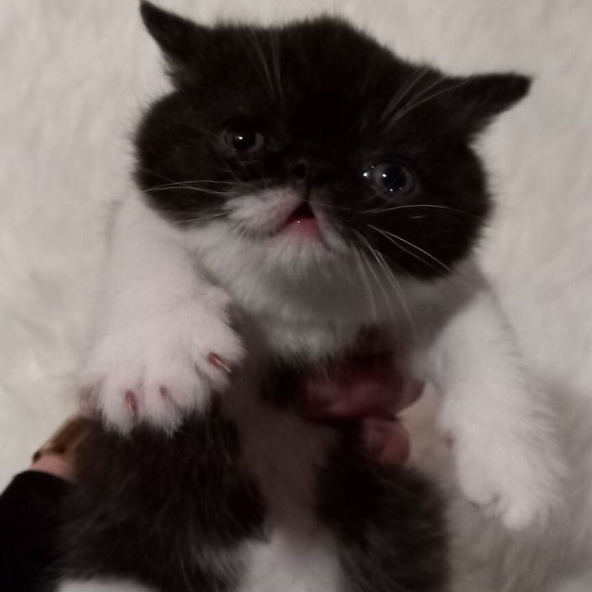 Экзотические котята