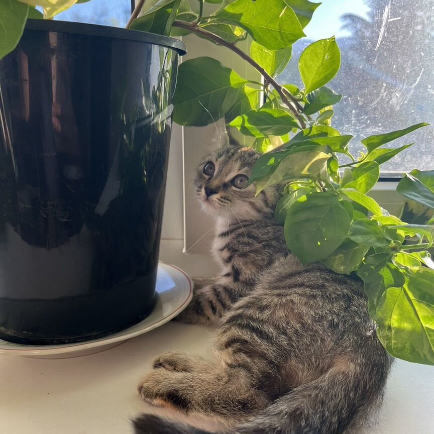 Кошка