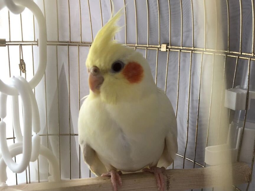 Попугай карелла