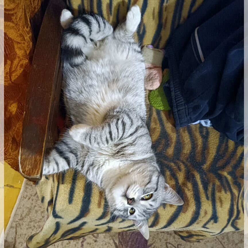 Шотландские котёнок