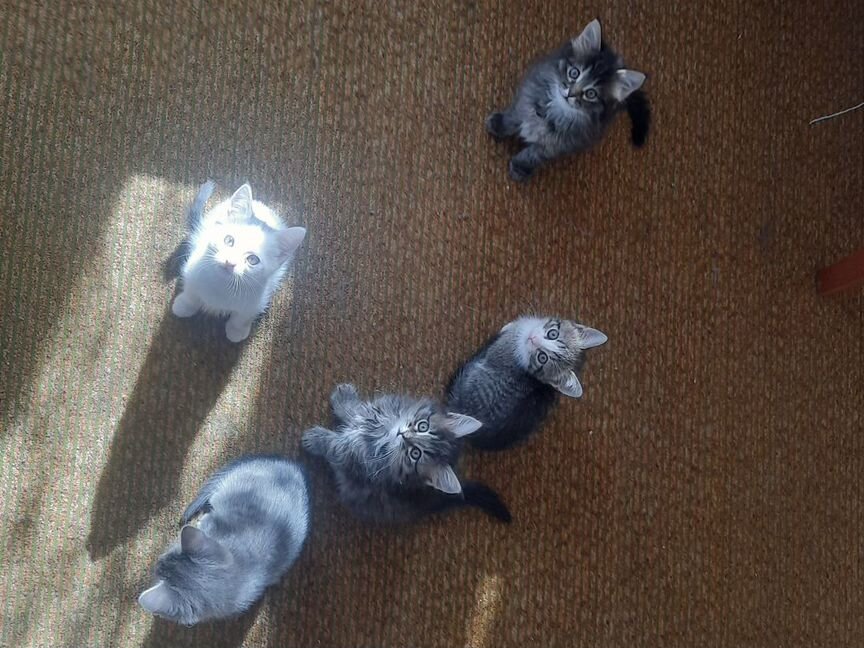Отдам котят в хорошие руки,котята приучины к лотку