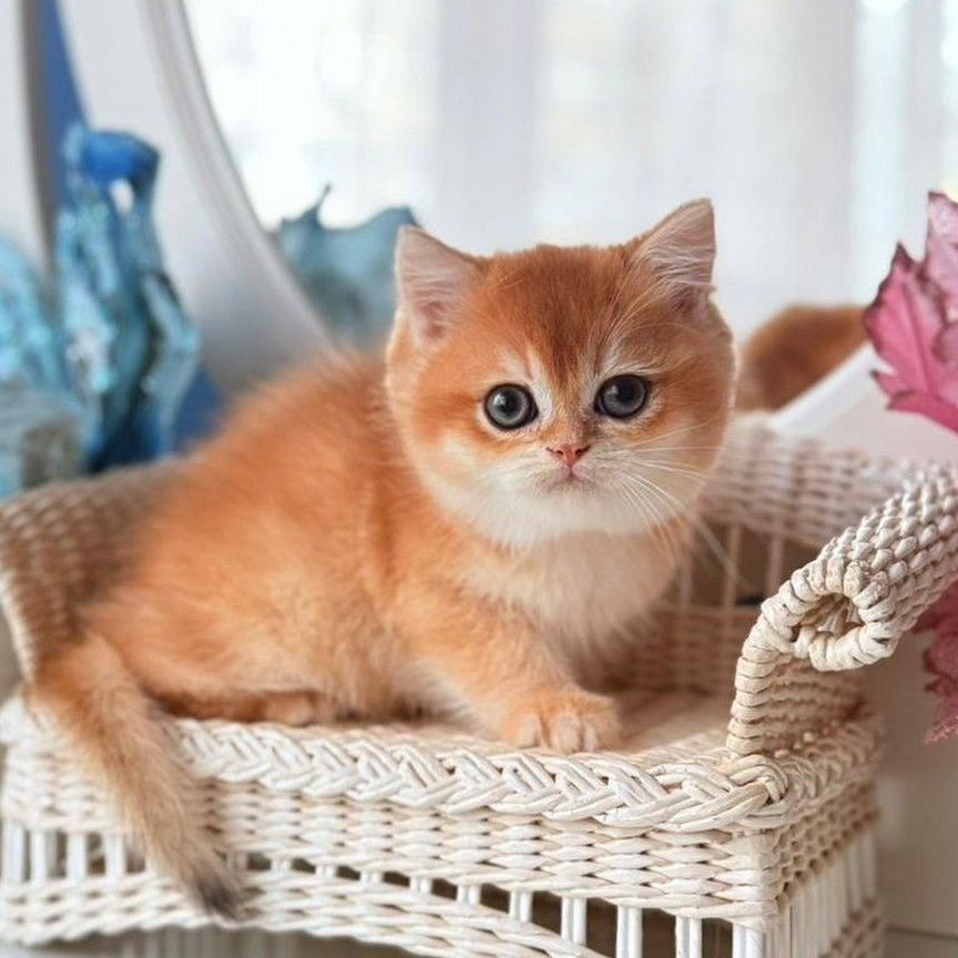 Котята британская золотая шиншилла ny 12