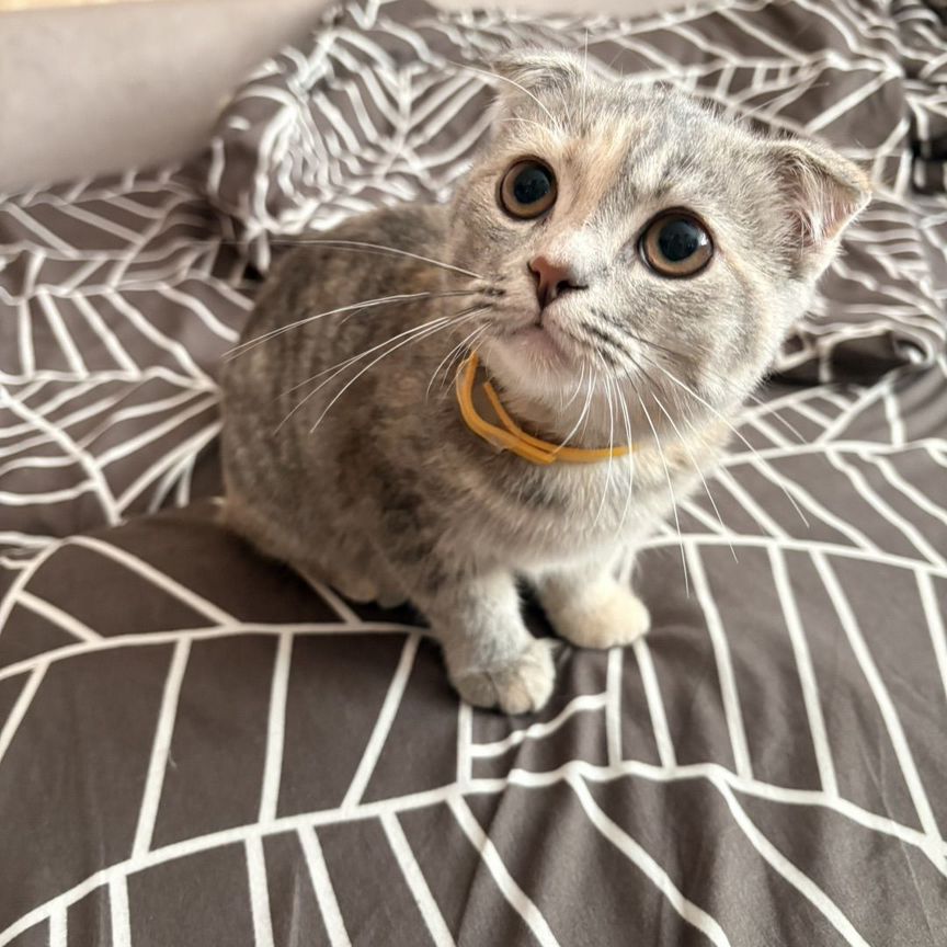 Вислоухая кошка