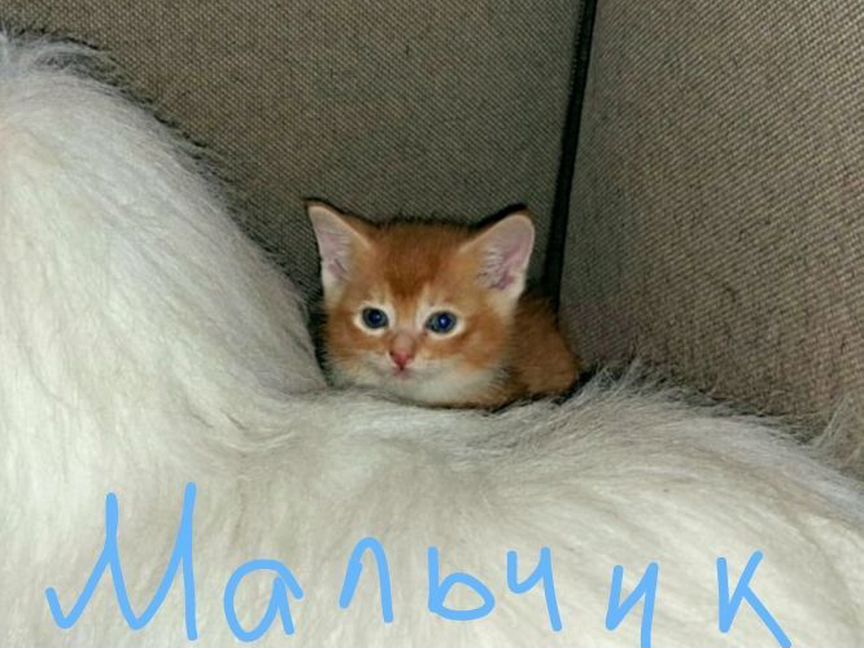 Котята рыжие, чёрно-белые, чёрные, серые ласкуны