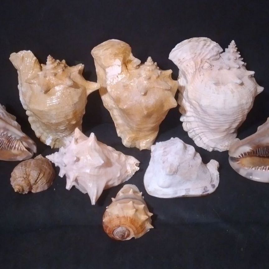 Морские большие раковины