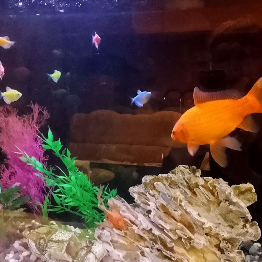 Аквариумные рыбки отдам