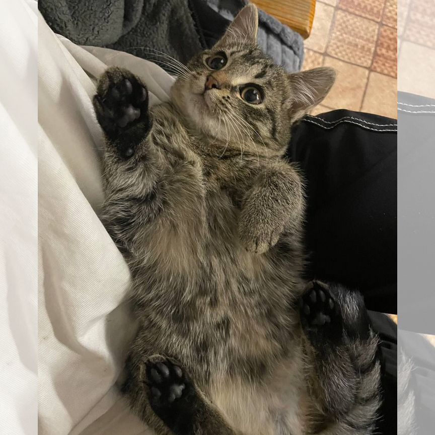 Котёнок в добрые руки