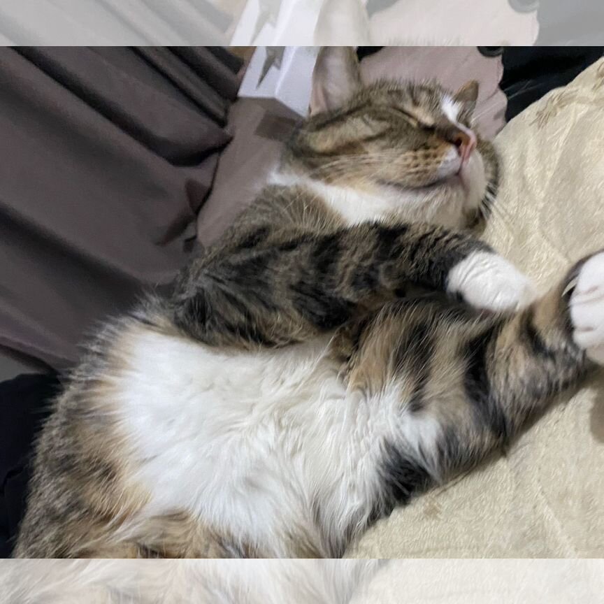 Отдам кота в добрые руки