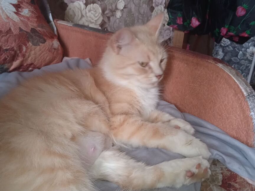 Кошка в добрые руки