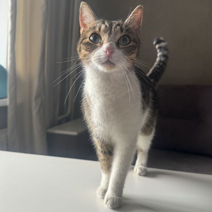 Кошка