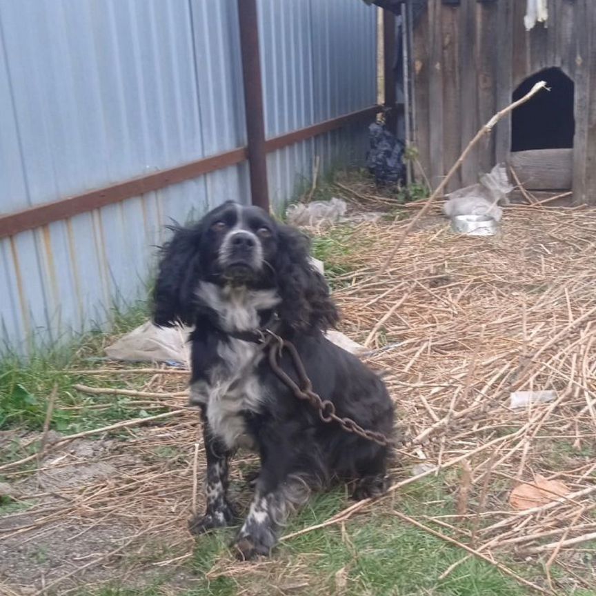 Русский спаниель