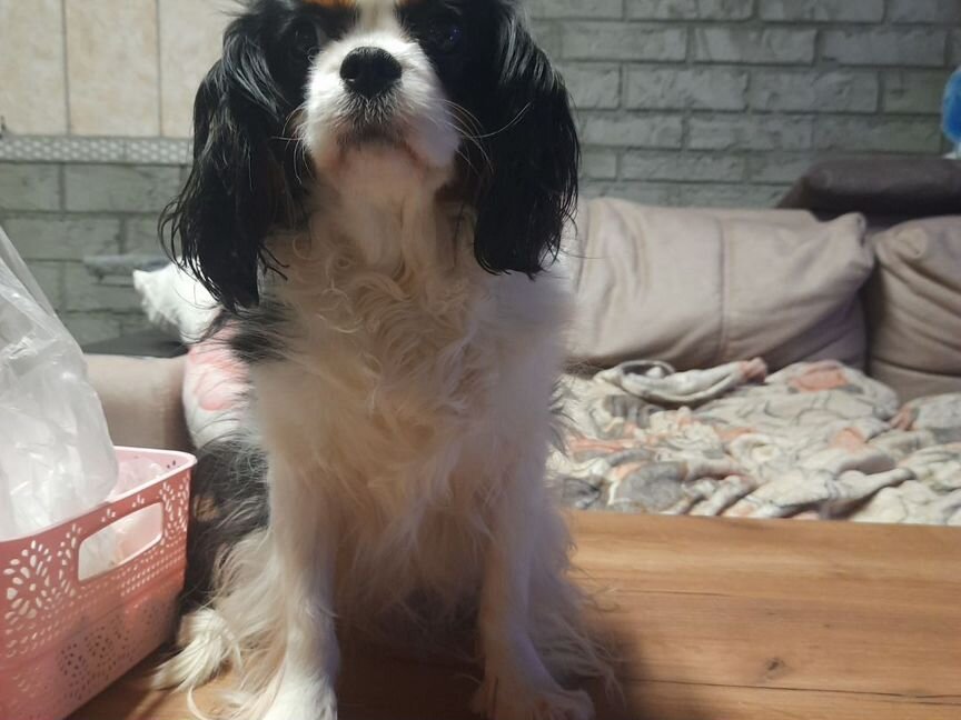 Девочка кавалер