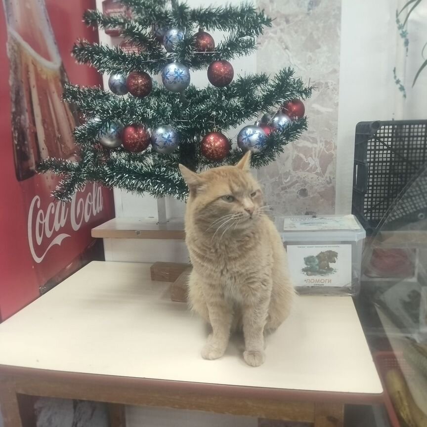 Взрослый кот в добрые руки