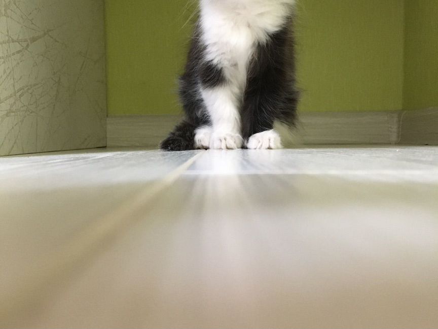 Кошка