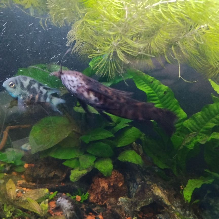 Аквариумные рыбки