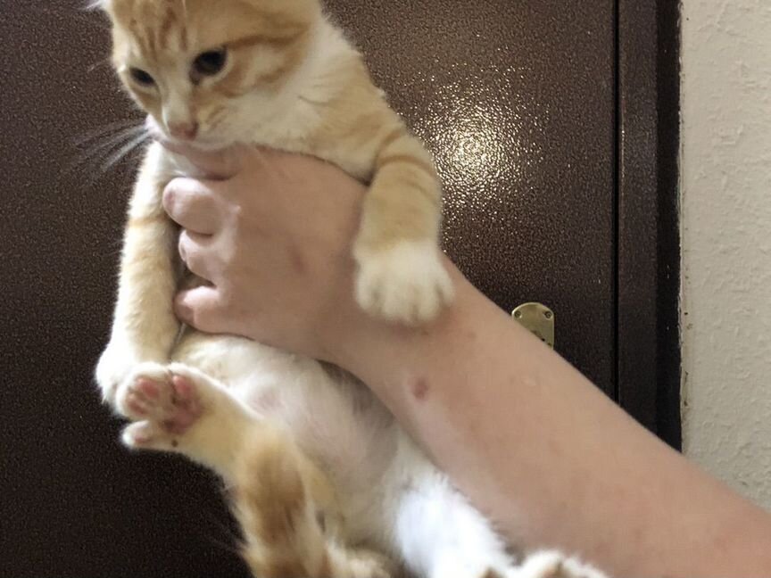 Котята мальчики