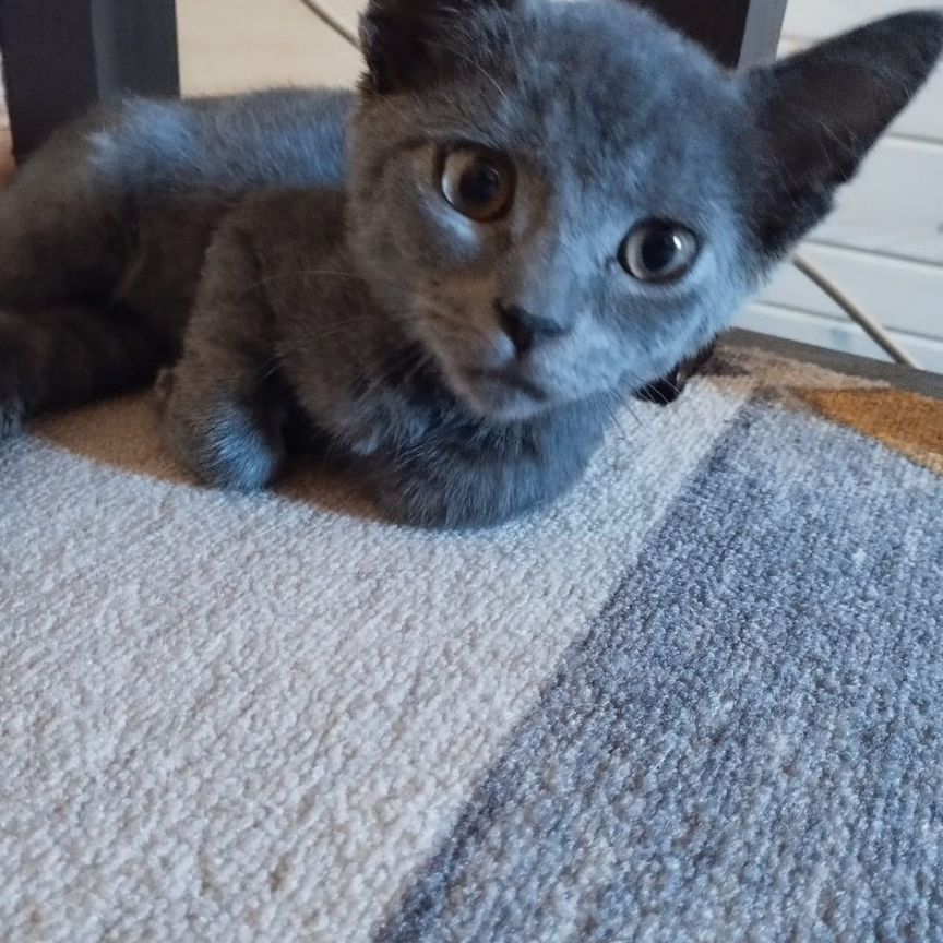 Котенок 3 мес
